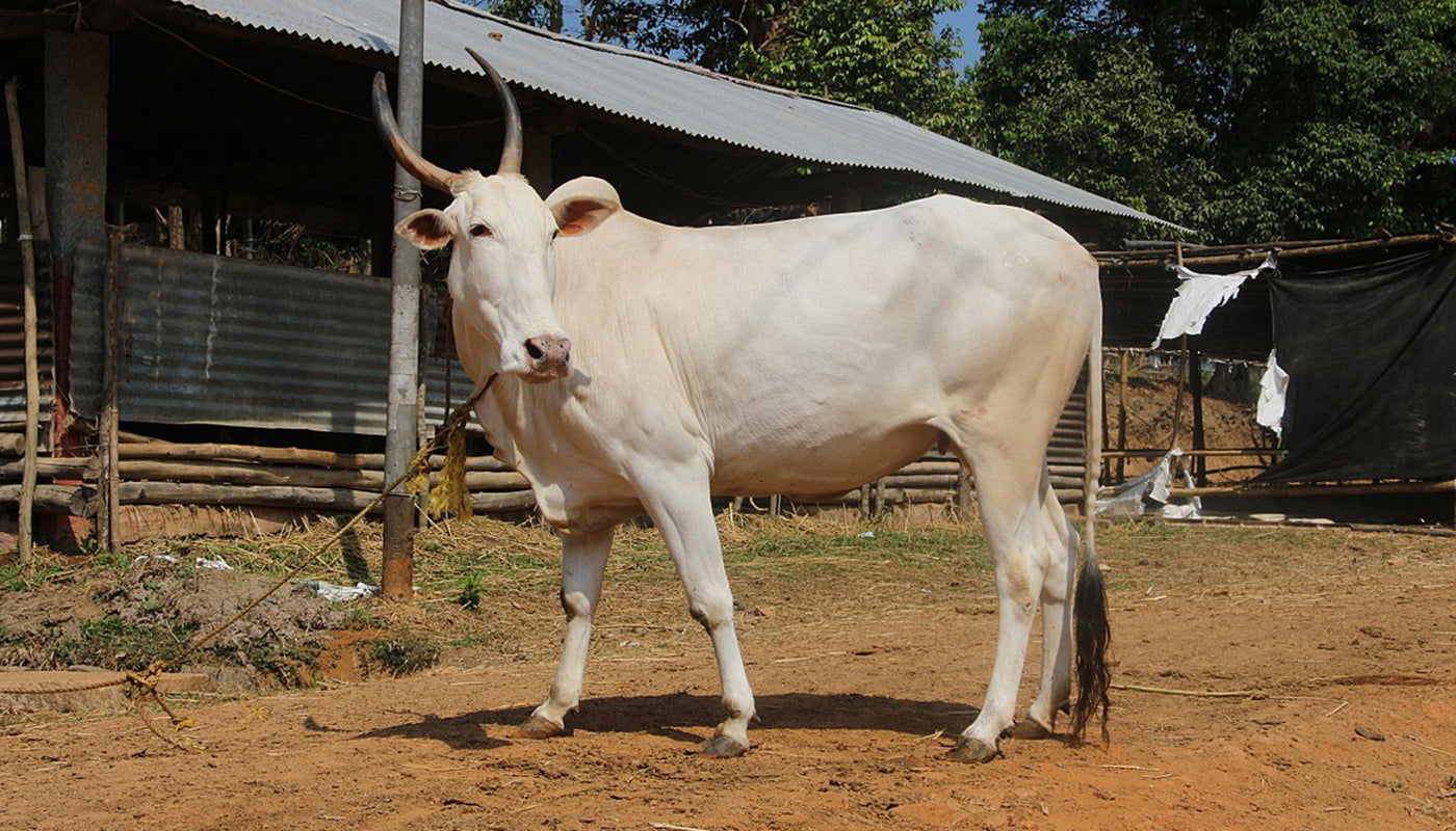 Khillari Desi Cow Ghee – HATTI BUTTI NATURAL PRODUCTS LLP