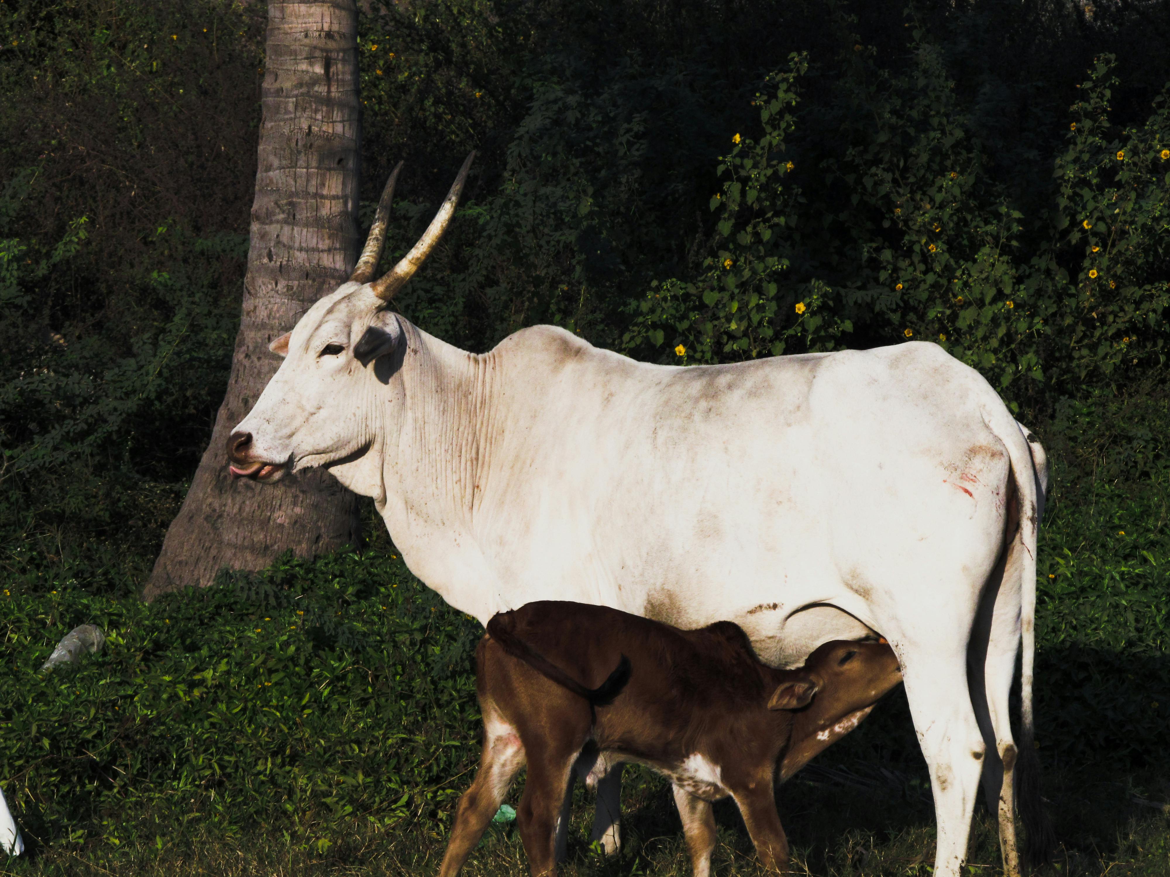Amrit Mahal Desi Cow Ghee – HATTI BUTTI NATURAL PRODUCTS LLP