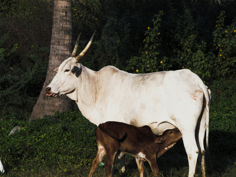 Amrit Mahal Desi Cow Ghee – HATTI BUTTI NATURAL PRODUCTS LLP